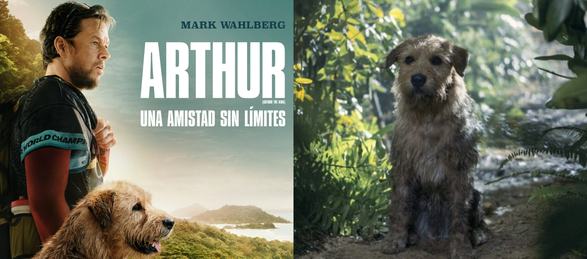 Arthur: La película de un perro callejero que te sacará más de una ...